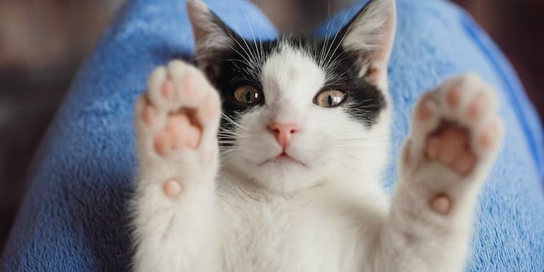 Cara Membedakan Kucing Jantan dan Betina, Kamu Perlu Tahu! - Kompas.com