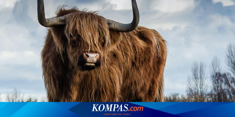 Makna di Balik Lambang Zodiak Taurus, Apa Artinya?