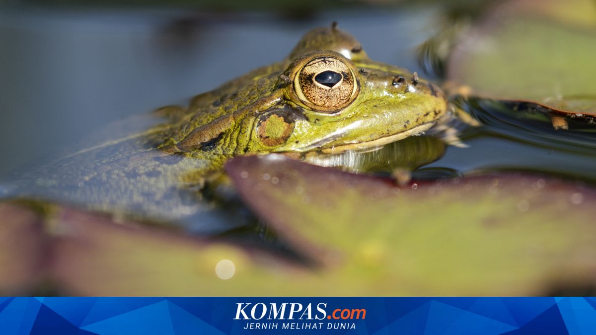Eksperimen Aneh Berbuah Ig Nobel, Membuat Katak, Jangkrik, dan Tanaman ...