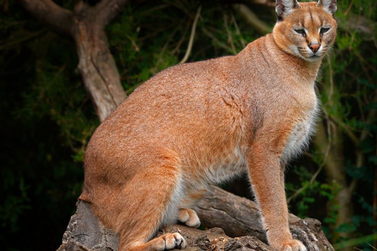 8 Fakta Menarik Kucing Caracal, Pemburu Andal dan Terancam Punah
