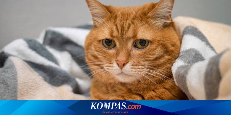 4 Alasan Kucing Kencing di Kasur Pemiliknya
