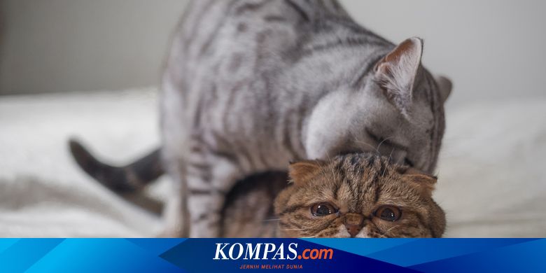 Apakah Kucing Masih Aktif Secara Seksual Setelah Disteril