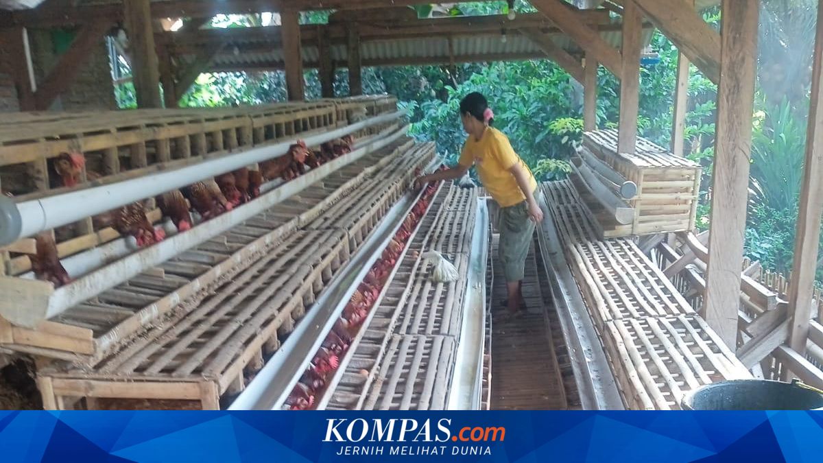 Peternak Ayam Petelur di Jember Menjerit Imbas Rupiah Melemah, Harga ...