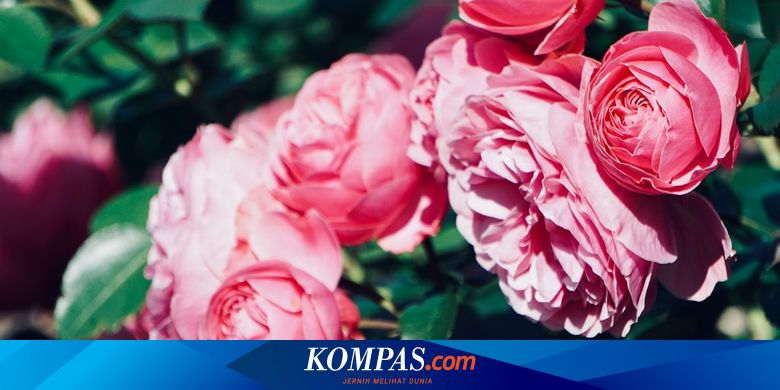 9 Bunga Pembawa Keberuntungan Menurut Feng Shui