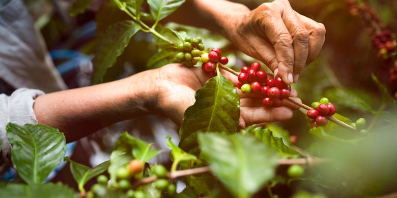 Dukung Petani Kopi Lokal, DBS Salurkan "Blended Finance" ke Adena Coffee