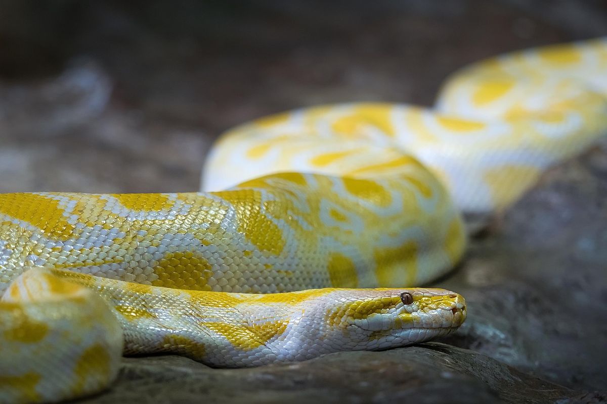 Mengenal Piton Reticulatus, Si Cantik yang Jago Melilit