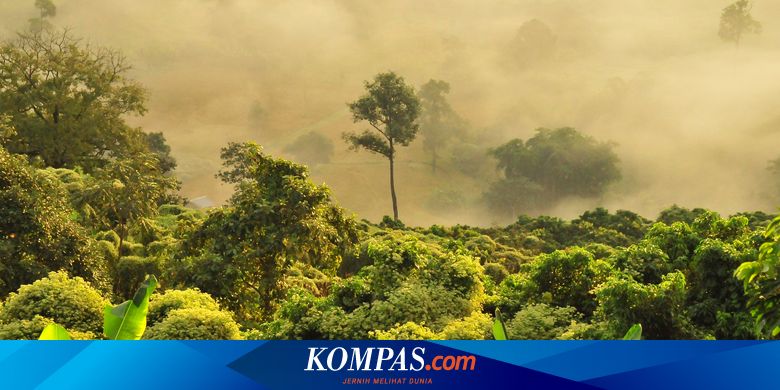 Acoustic Monitoring: Mendengarkan Suara Alam untuk Memahami Bagaimana ...