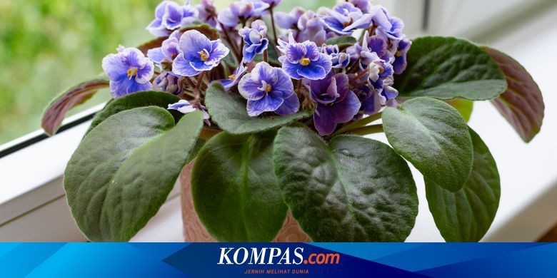 7 Tanaman Hias Berbunga yang Bisa Membawa Kebahagiaan di Rumah