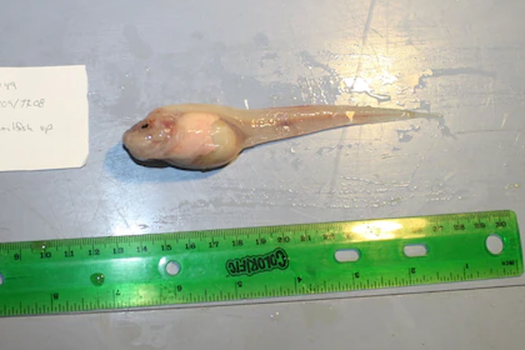 Mariana Snailfish, Penghuni Palung Mariana