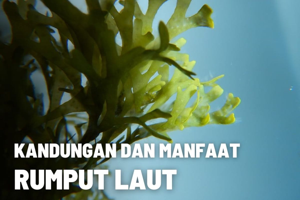 Kandungan Rumput Laut beserta Manfaatnya