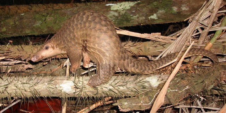 Jadi Pengepul Trenggiling, Pria Paruh Baya di Jateng Terancam 10 Tahun ...