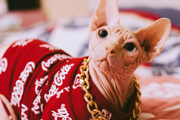 8 Fakta Menarik Kucing Sphynx, Bukan dar Mesir dan Takut Dingin