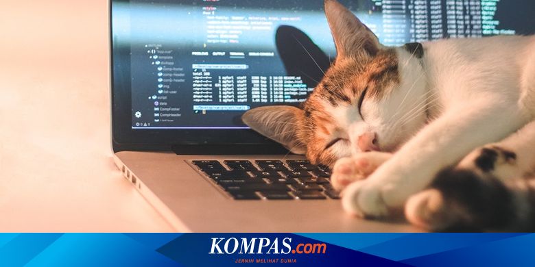 3 Alasan Kucing Suka Duduk di Atas Keyboard dan Cara Mencegahnya