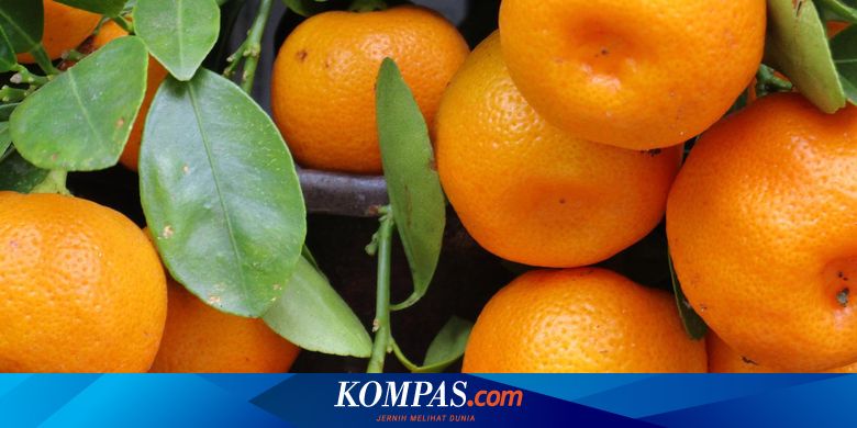 Ragam Keuntungan Menanam Buah dalam Pot