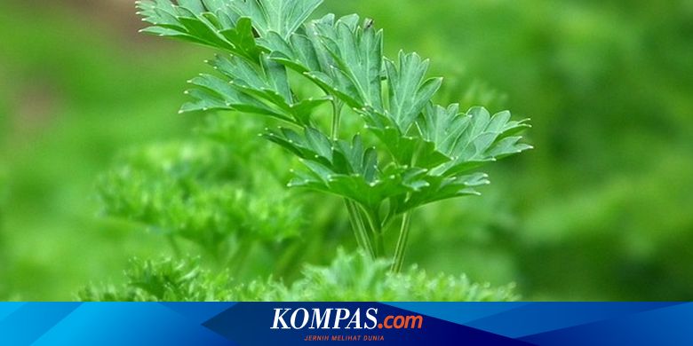 Manfaat Parsley untuk Kesehatan Tulang agar Kuat dan Sehat
