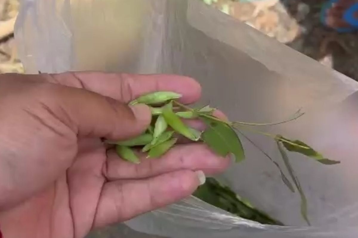 Makanan Ekstrem Kepompong Trembesi dari Gunungkidul Diminati, Dijual Rp ...