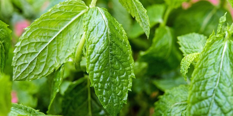 Mengenal 5 Fungsi Daun