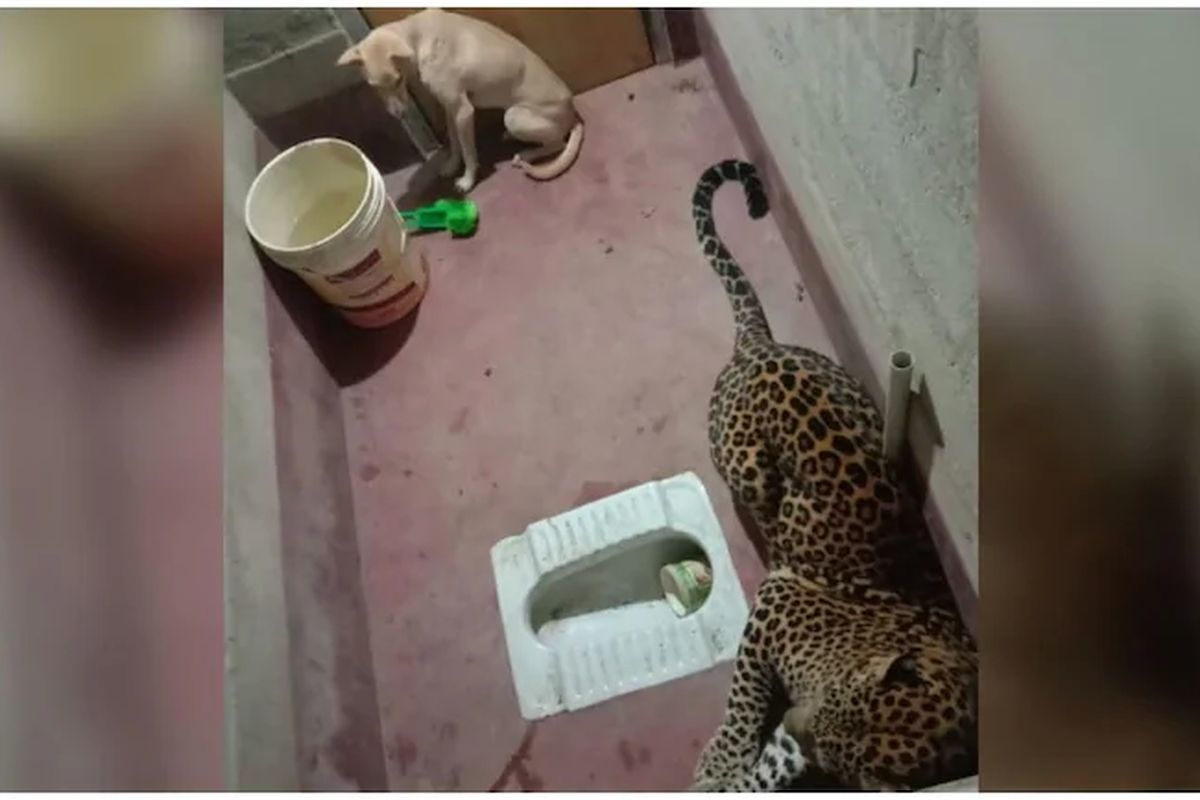 Video Anjing 7 Jam Terkurung Bersama Macan Tutul, Akhir Ceritanya ...
