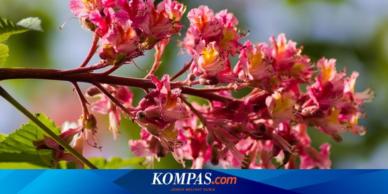 5 Pohon yang Cocok untuk Taman Kecil