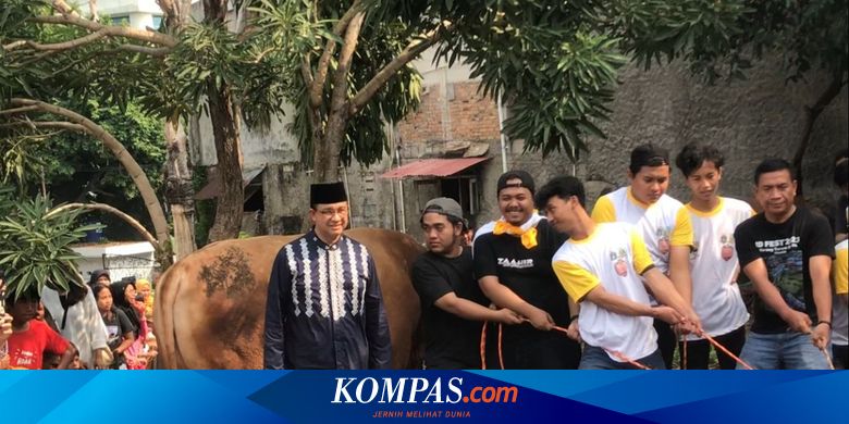 Anies Sembelih Sapi Kurban Sendiri: Saya Membayangkan Bagaimana Rasanya ...