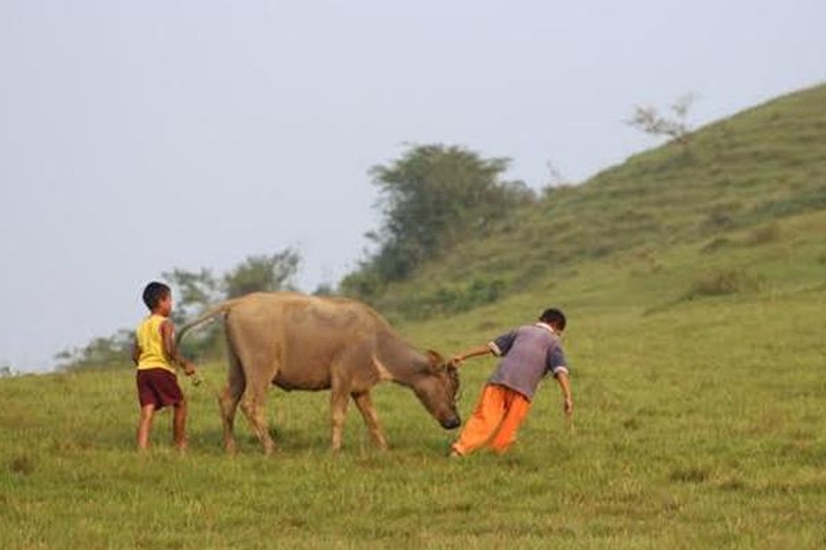Lirik Lagu Anak, Gembala Sapi