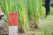 Berapa Ukuran Patok Tanah yang Benar? Ini Standarnya