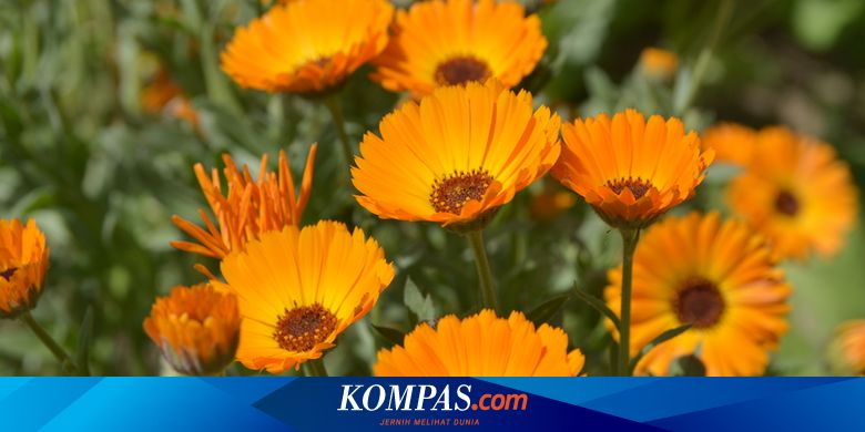 7 Bunga Berwarna Oranye yang Cantik dan Menawan