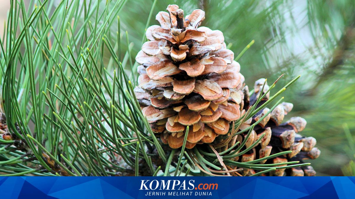 Misteri Pohon Pinus yang Membeku Selama 66 Juta Tahun Akhirnya Terpecahkan