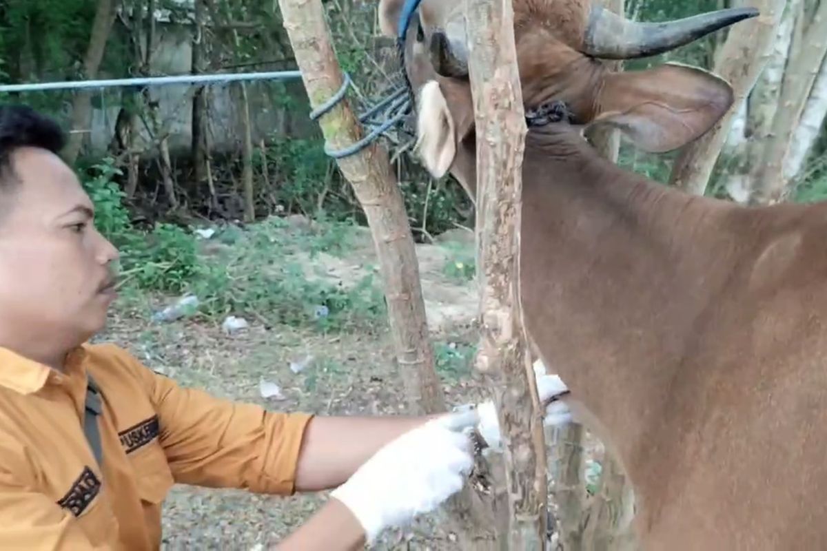 Pastikan Bebas PMK Jelang Idul Adha, Sapi di Majene Dipasangi Barcode