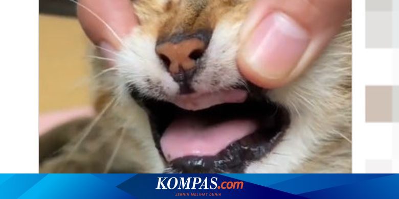 kucing simpanan om