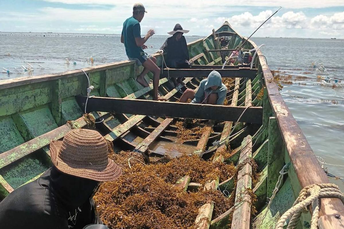 Petani Rumput Laut Sumenep Terpuruk, Pemkab Tak Punya Anggaran hingga 2026