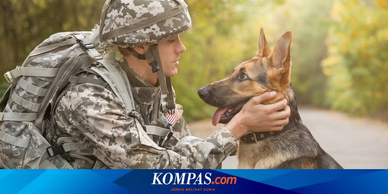 Asal Usul Anjing Militer dan Ragam Tugas yang Dilakukan Halaman all ...