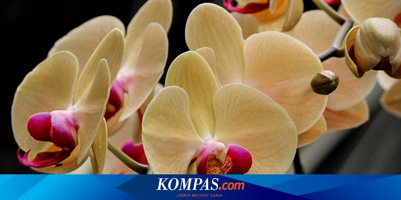 7 Penyebab Bunga Anggrek Tidak Mekar dan Cara Mengatasinya