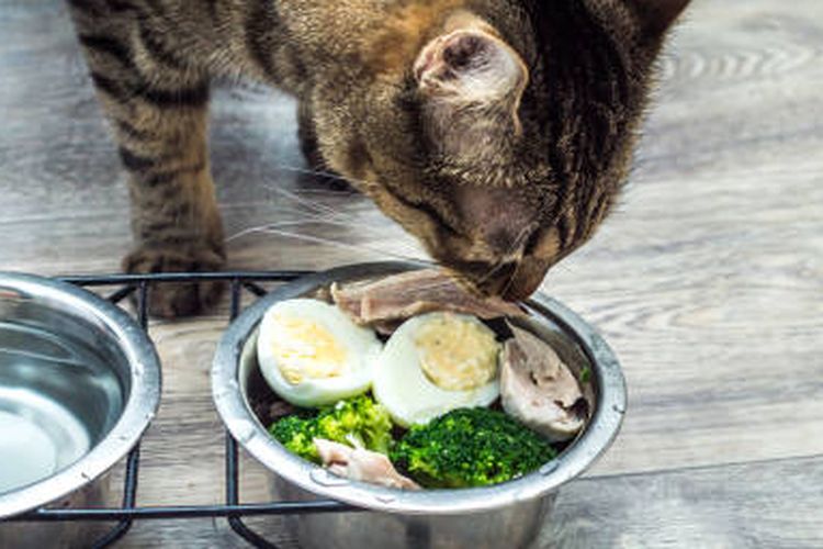 Bolehkah Kucing Makan Telur Mentah? Ini Penjelasannya
