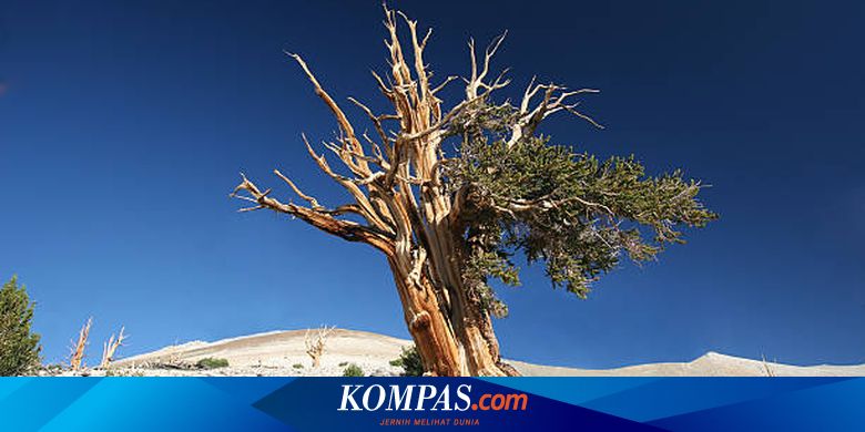 Alasan Beberapa Pohon Dapat Bertahan Hidup hingga Ribuan Tahun