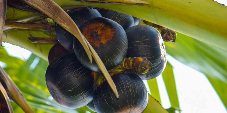 Syarat Tumbuh Tanaman Lontar yang Perlu Diketahui