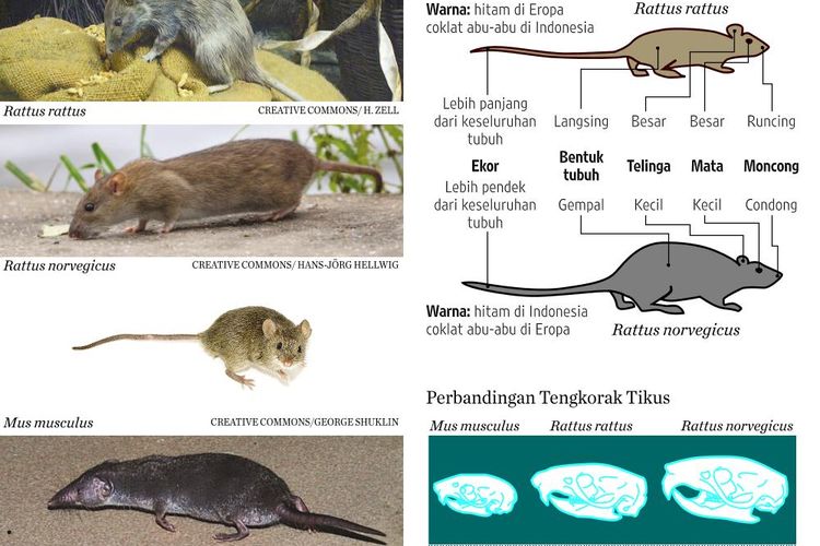 Jenis Tikus Di Malaysia