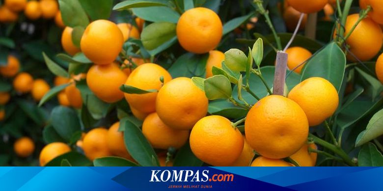 5 Biji Buah yang Dapat Ditanam Kembali di Rumah
