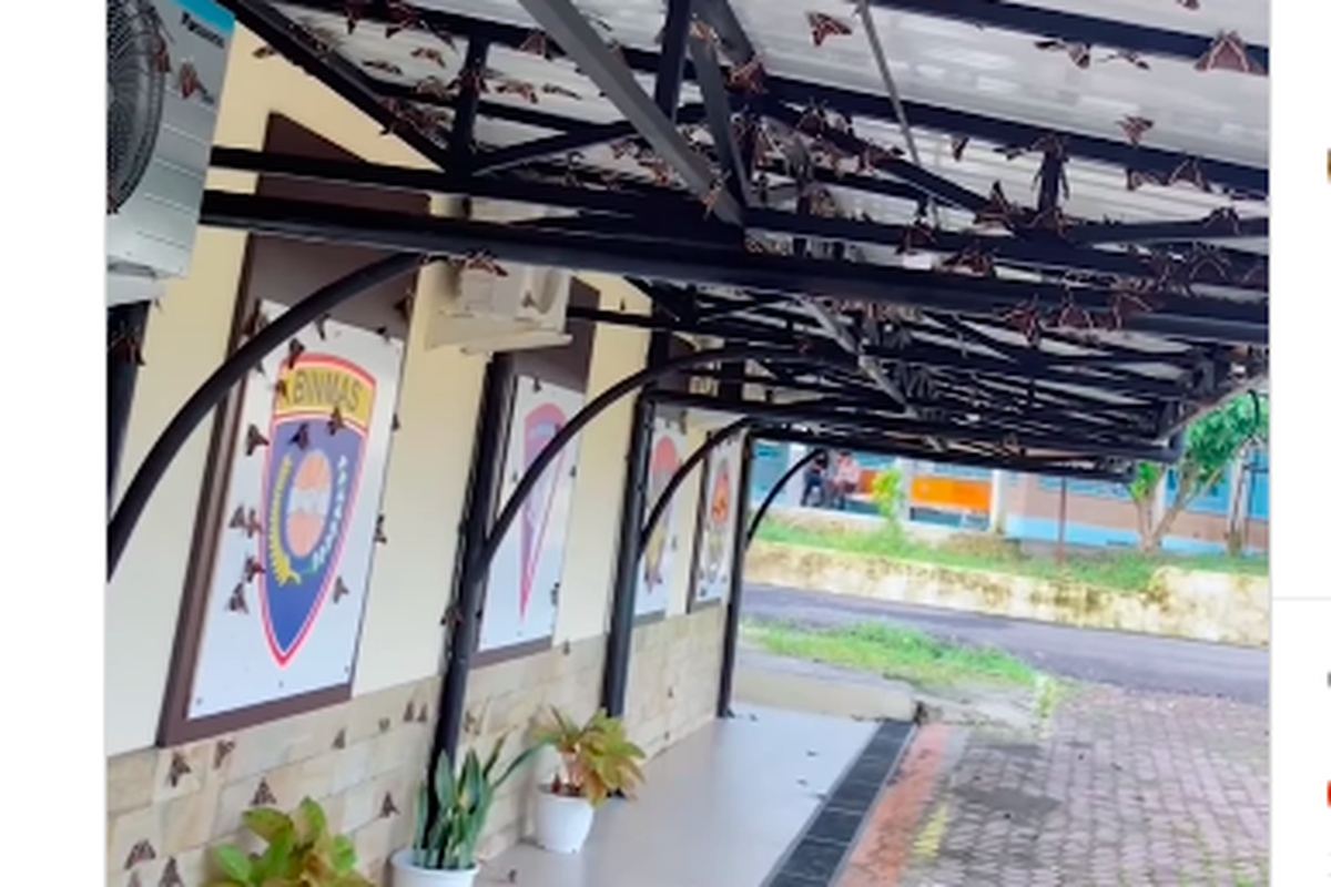 Ribuan Kupu-kupu Serbu Kantor Polres Mentawai, Fenomena Apa?