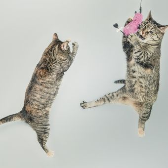 Mengapa Kucing Bisa Melompat Sangat Tinggi? Ini Penjelasannya