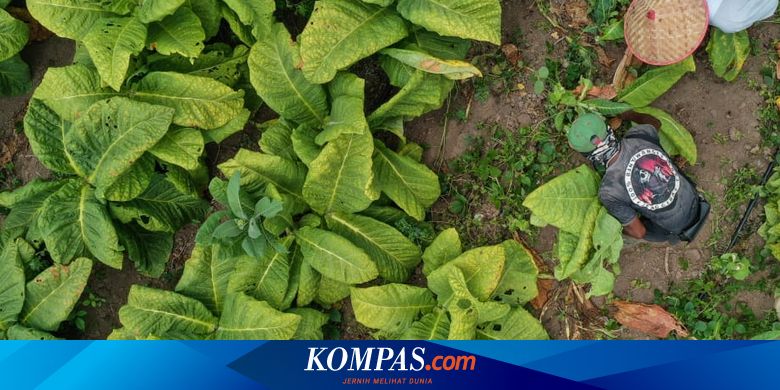 Cara Orangtua Mengenalkan Profesi Petani pada Anak Sejak Dini