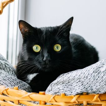 Bukan Pembawa Sial, Simak 7 Hal Menarik tentang Kucing Hitam