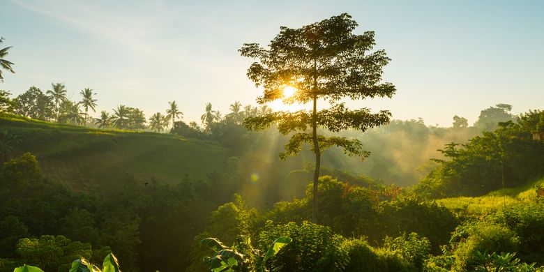 Jenis-Jenis Hutan Berdasarkan Fungsinya