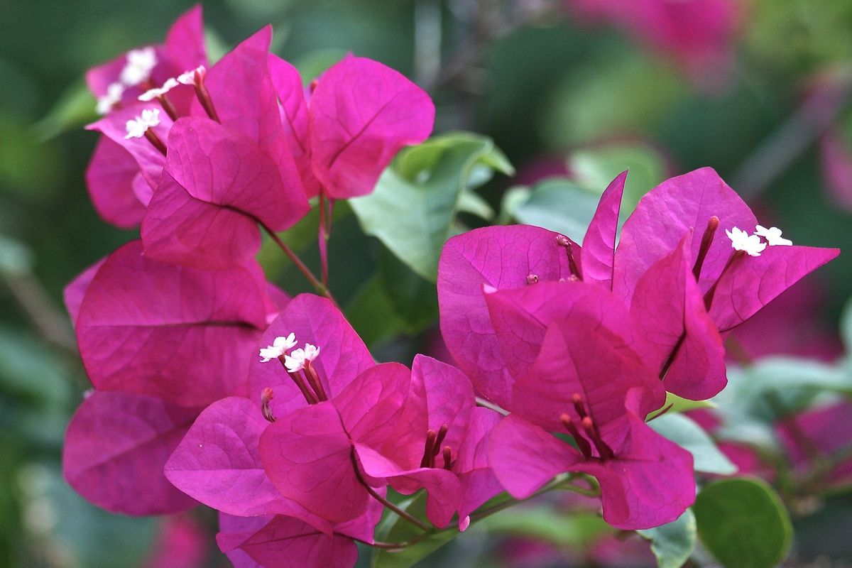 Cara Menanam dan Merawat Bunga Kertas atau Bugenvil agar Rajin Mekar