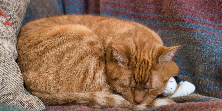 5 Penyebab Kucing Lemas Tidak Mau Makan - Kompas.com