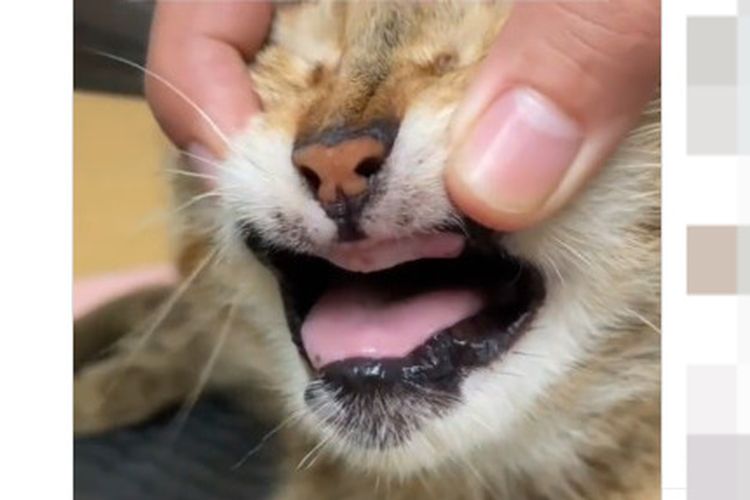 Foto : Ramai soal Kucing Tidak Punya Gigi alias Ompong, Kok Bisa?