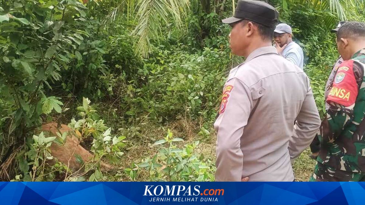 BKSDA Aceh: Harimau Berkeliaran di 3 Kecamatan di Aceh Timur