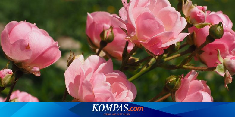 Manfaat Susu untuk Mengatasi Penyakit Bercak Hitam Tanaman Bunga Mawar