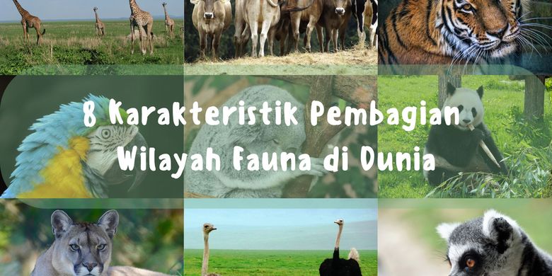 8 Karakteristik Pembagian Wilayah Fauna di Dunia