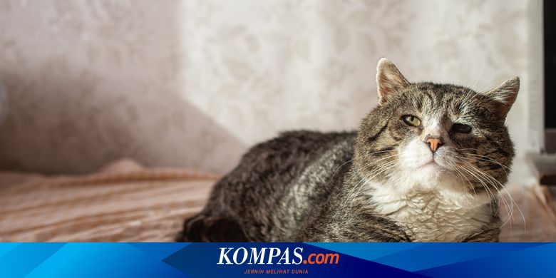 5 Tips Merawat Kucing Tua agar Tetap Sehat dan Bahagia